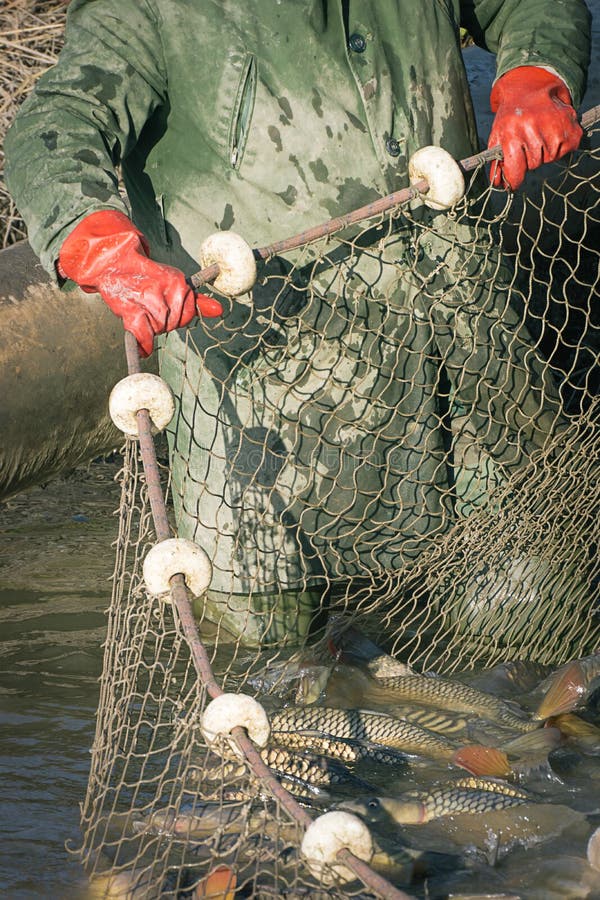 Fisherman at Work/Fishing Industry Stock Photo - Image of freshwater ...
