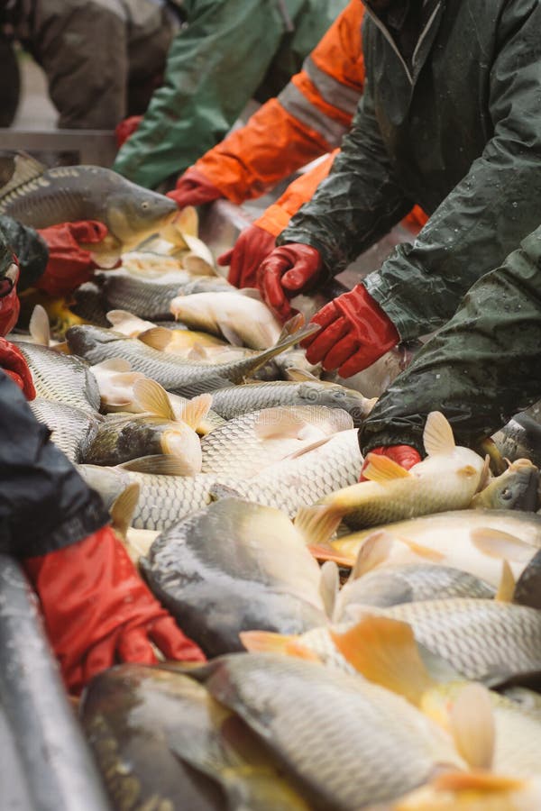 Fisherman at Work/Fishing Industry Stock Photo - Image of fish ...
