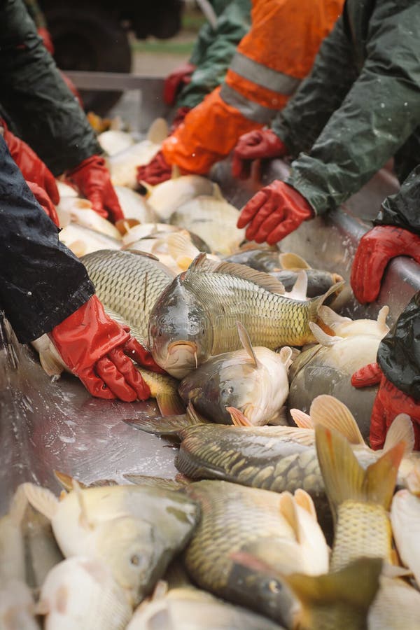 Fisherman at Work/Fishing Industry Stock Image - Image of food, worker ...