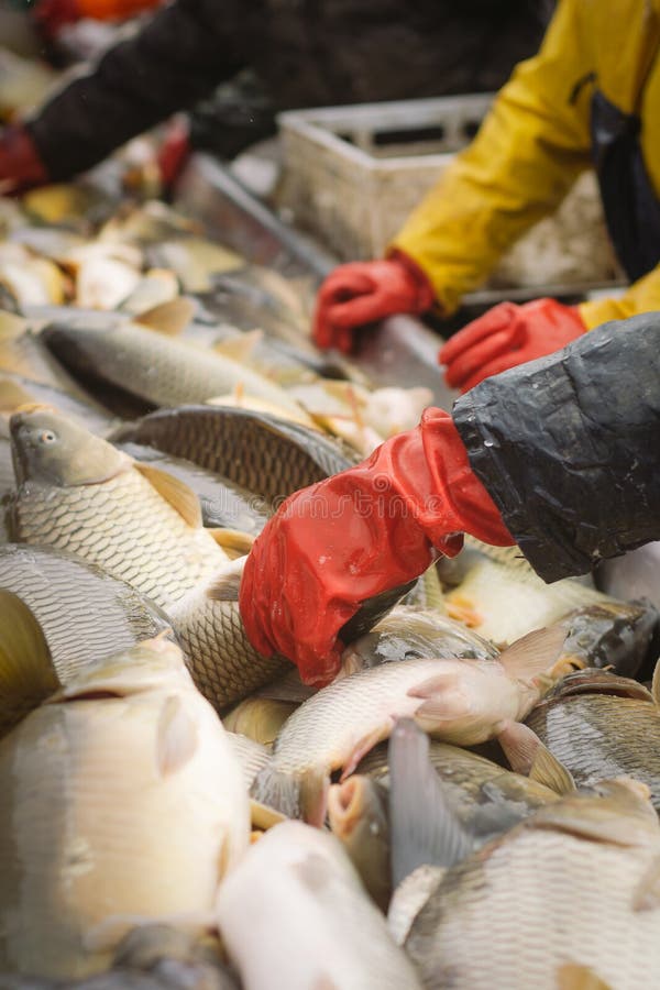 Fisherman at Work/Fishing Industry Stock Photo - Image of freshwater ...