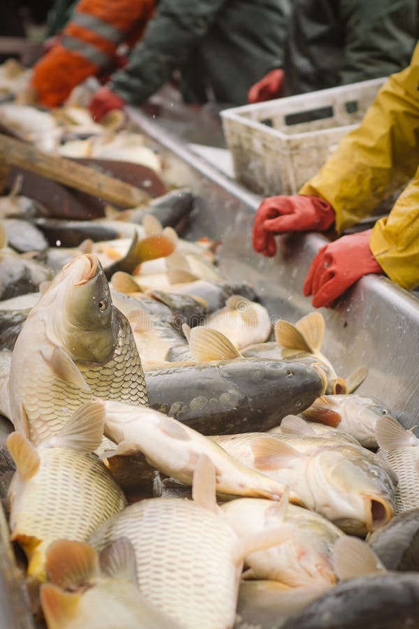 Fisherman at Work/Fishing Industry Stock Image - Image of worker, food ...