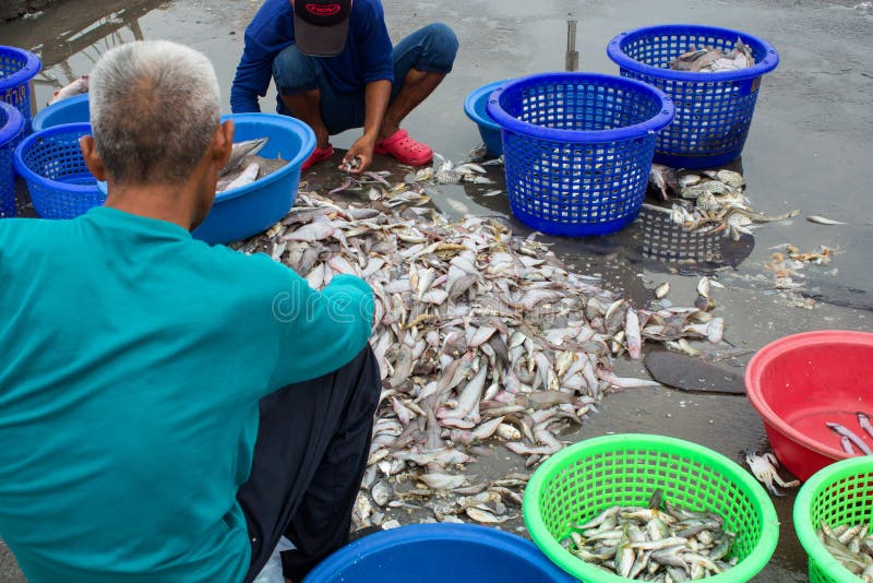 Fisherman Worker Sorting Fish Stock Photo - Image of harbor, market ...