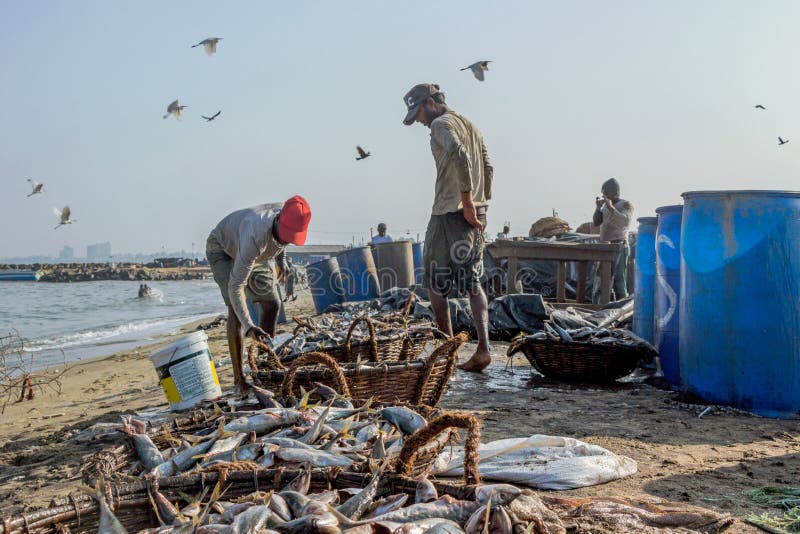 Fisherman Working at Beach Fish Market in Negombo Editorial Stock Image ...