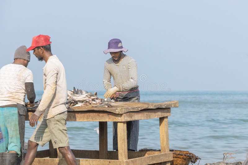 Fisherman Working at Beach Fish Market in Negombo Editorial Photo ...