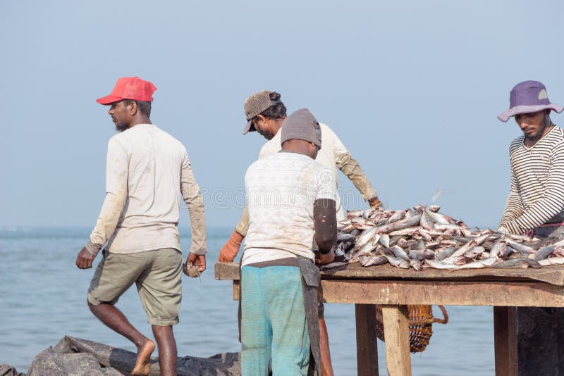 Fisherman Working at Beach Fish Market in Negombo Editorial Stock Photo ...