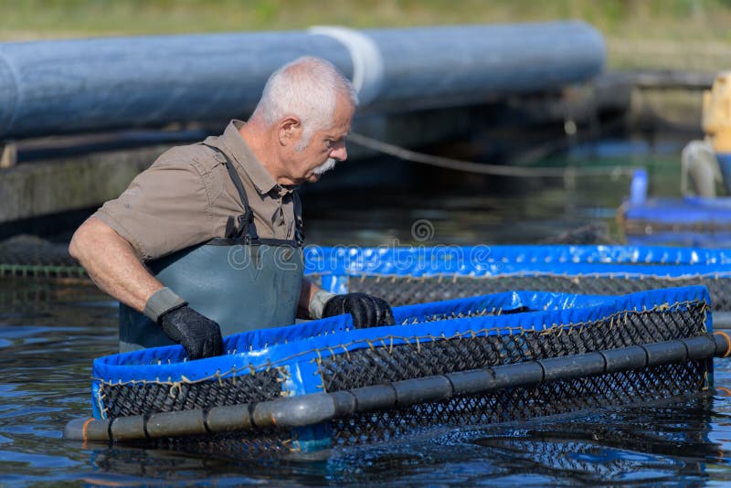Fisherman Working at Fishfarm Stock Image - Image of string, water ...