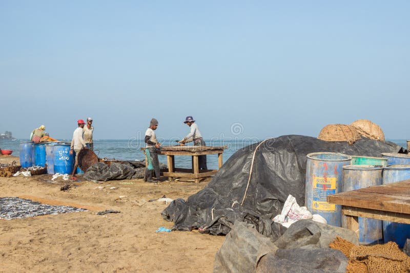 Fisherman Working at Beach Fish Market in Negombo Editorial Photography ...