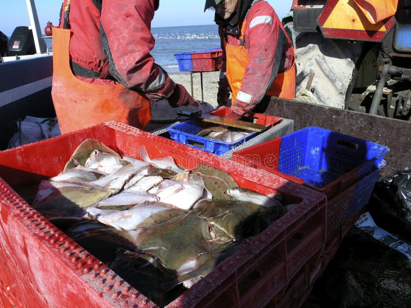 Fishermen stock photo. Image of cleaning, flatfish, fishermen - 117042