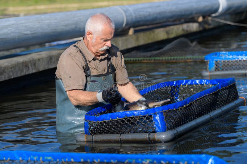 Fishermen in Action when Collecting Fish at Fishfarm Stock Photo ...