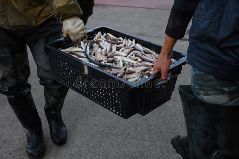 Fishermen Carry Freshly Caught Red Mullet in a Box Stock Image - Image ...