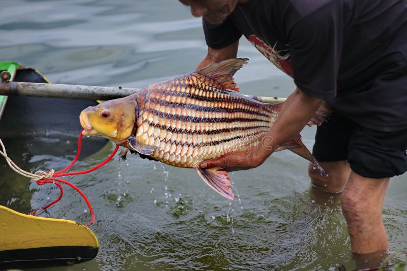 Fishermen Catch Fish in the River Using a Motor Boat Stock Image ...