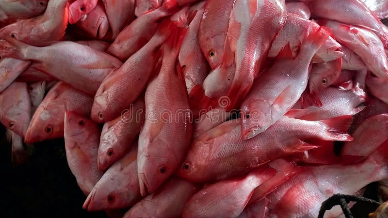 Wild Caught Red Snapper in Fish Auction Stock Photo - Image of baby ...