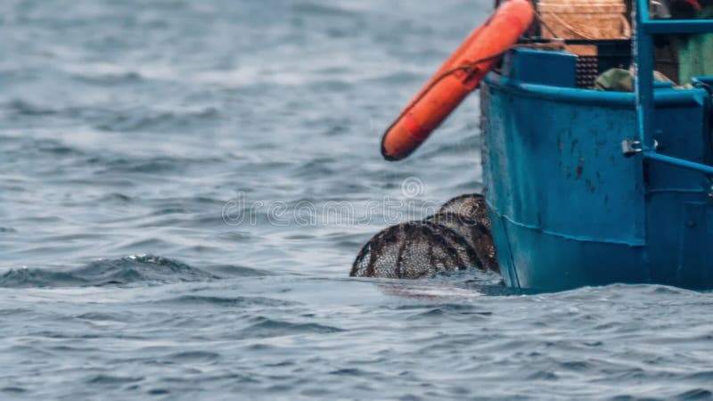 Fishermen is Catching Fish stock video. Video of recreation - 90692323