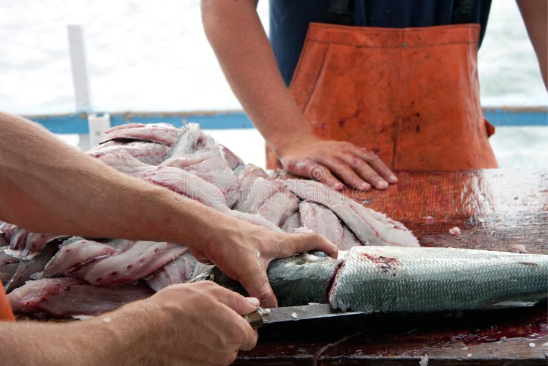 Fishermen Cleaning Blue Fish Stock Image - Image of catch, bluefish ...