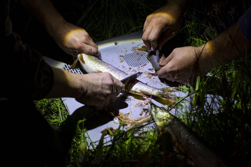 Fishermen Cleaning Freshly Caught Fish Using a Flashlight in Nature ...
