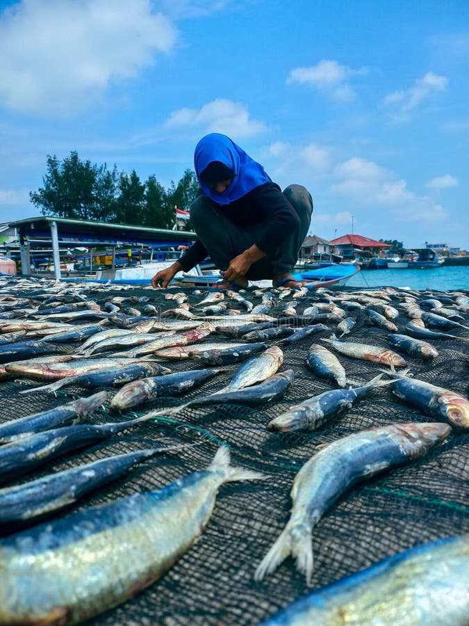 Fishermen are drying fishn editorial stock photo. Image of vehicle ...