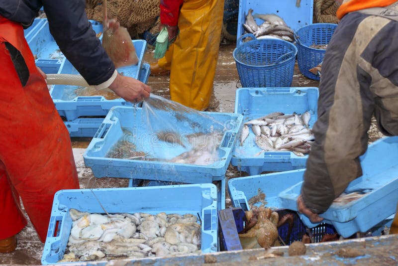 Fishermen Hands Working Fish Catch on Boat Deck Stock Photo - Image of ...