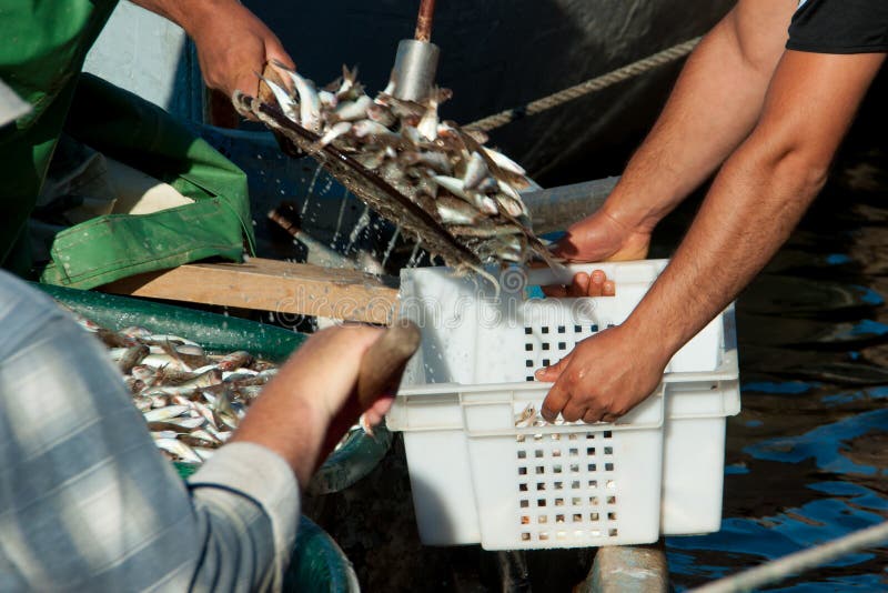 Fishermen Pour the Fish in the Box Stock Photo - Image of fisherman ...