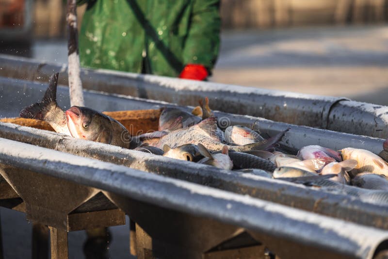 Fishermen in Production with Their Hands Pick and Sort Fish Stock Image ...