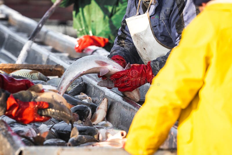 Fishermen in Production with Their Hands Pick and Sort Fish Stock Image ...