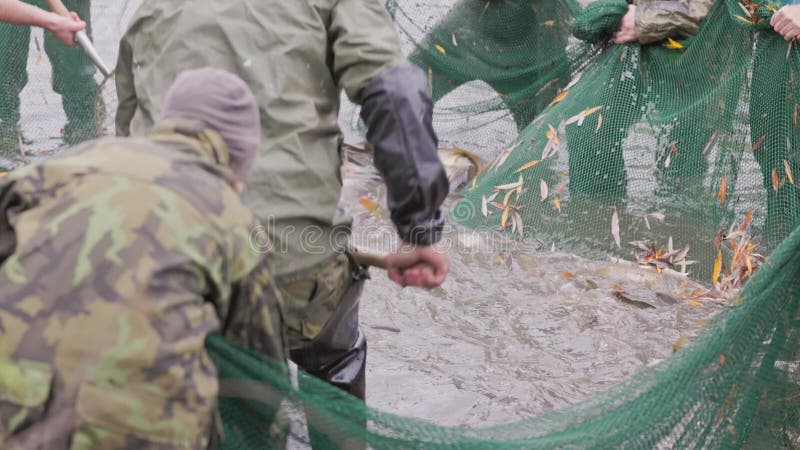 Fishermen Pulling Large Net Full of Fish Stock Video - Video of ...