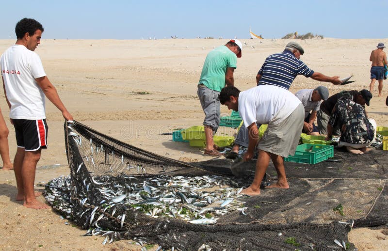 Fishermen Sort Their Catch of Fish, Portugal Editorial Image - Image of ...