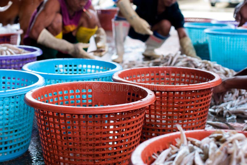 Fishermen are Sorting Fresh Tuna Fish in a Seafood Factory. Stock Photo ...