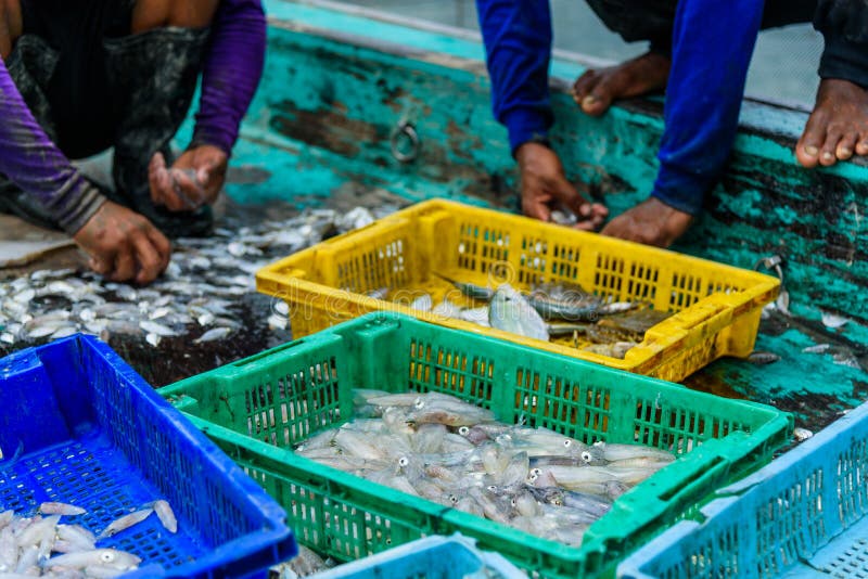 Fishermen are Sorting Fresh Tuna Fish in a Seafood Factory. Stock Photo ...