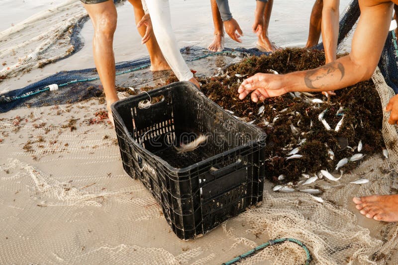 Fishermen are Sorting Fresh Tuna Fish in a Seafood Factory. Stock Photo ...