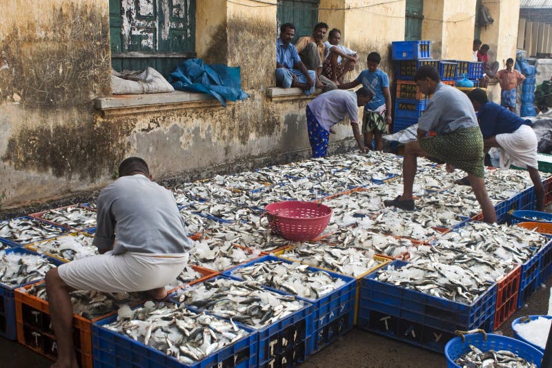 Stack of raw fish stock photo. Image of close, heap, closeup - 79966174