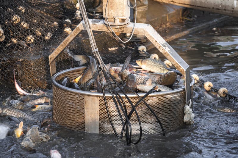 Fishermen Take Out the Fish from the Net with Machine Baskets Stock ...