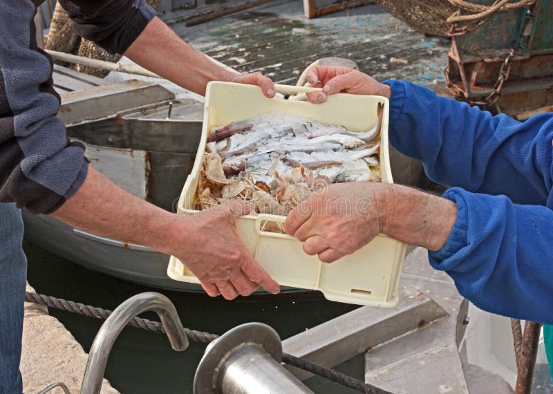 Unloading Fish From The Boat Stock Photo - Image of blue, fishing: 30980560