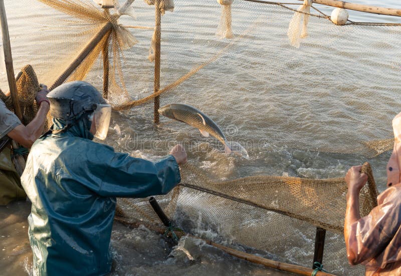 Fishermen Using Seine Nets To Catch Fish in Morning Stock Image - Image ...