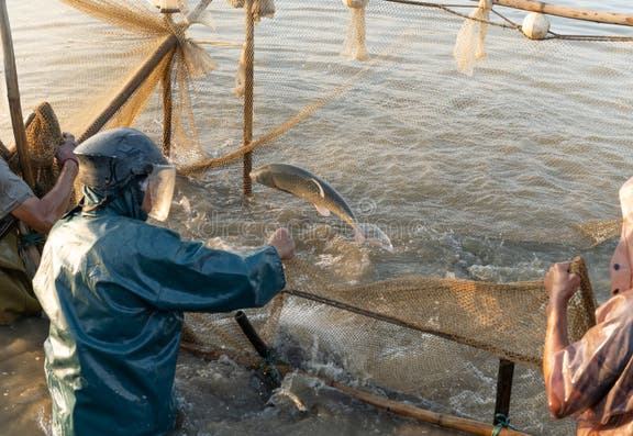 Fishermen Using Seine Nets To Catch Fish in Morning Stock Image - Image ...