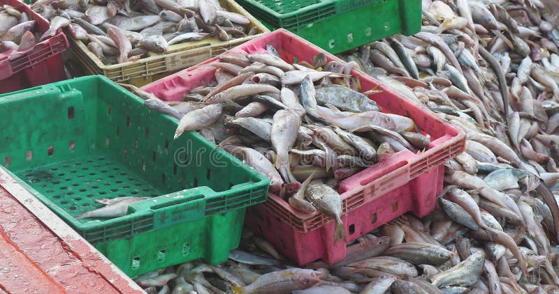 Fishers Filling the Crates with Fish and Then Unloading Them at the ...