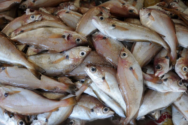 Fishes stock photo. Image of natural, cook, ocean, merchant - 16279642