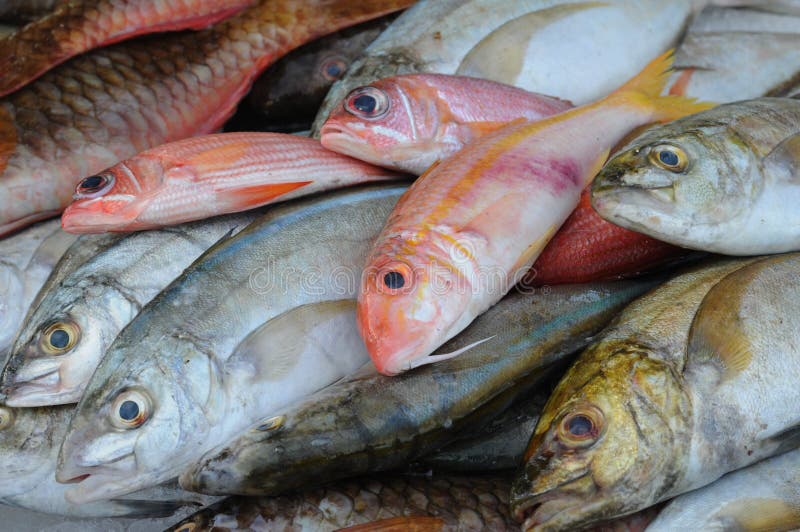 Fishes stock image. Image of natural, merchant, market - 16279683
