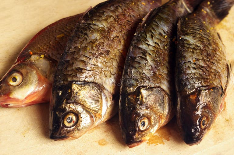 506 Fat Fishes Stock Photos - Free & Royalty-Free Stock Photos from ...