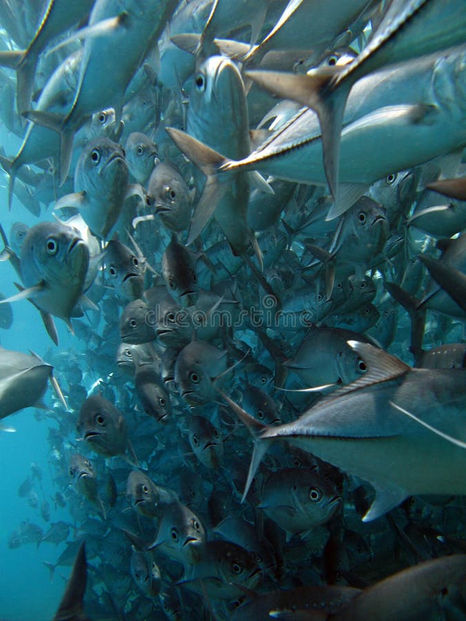 Fishes stock photo. Image of dive, pisces, group, coast - 5402652