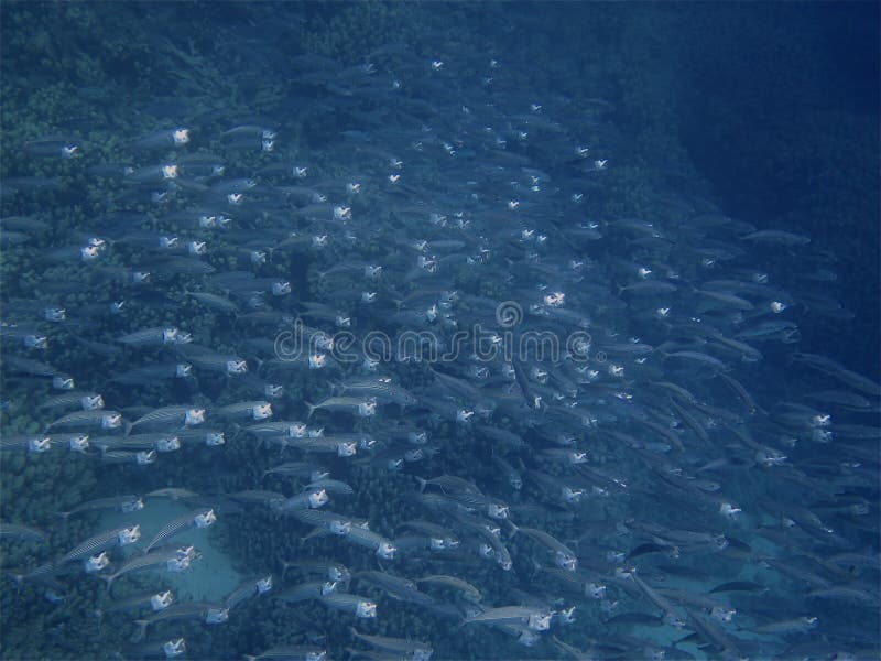 Fishes stock photo. Image of deep, fish, spar, freezing - 238629300