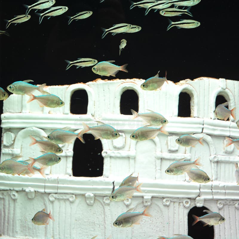 Fish tank stock image. Image of reeds, water, fish, blue - 4773183