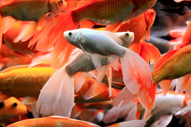 Fish in Aquarium-Glass Bloodfish Stock Photo - Image of animal, aquatic ...