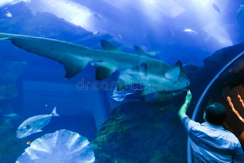 Fishes - Aquarium of Barcelona Editorial Stock Photo - Image of ...
