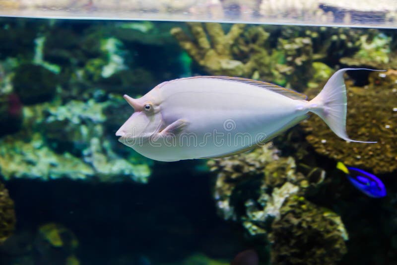 Fishes - Aquarium of Barcelona Stock Image - Image of natural, colorful ...