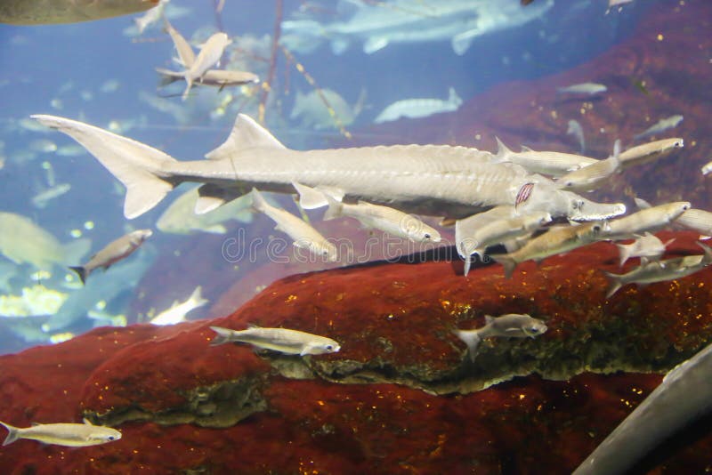 Fishes - Aquarium of Barcelona Stock Image - Image of lionfish ...