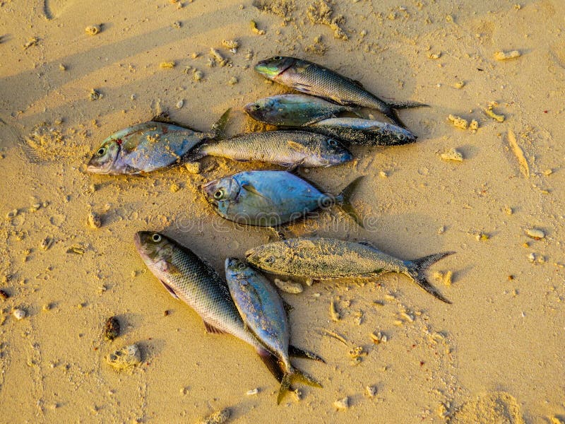 Fishes on the beach stock photo. Image of caught, products - 71016346