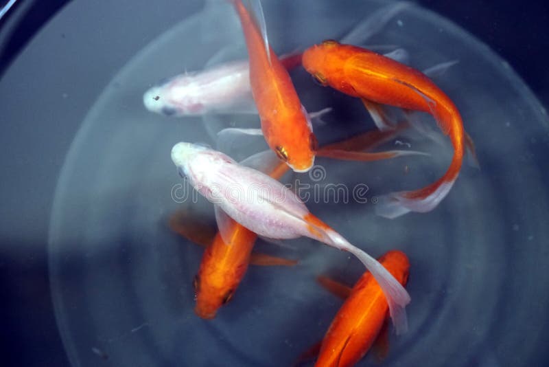 Fishes in the bucket. stock image. Image of marine, white - 177011551