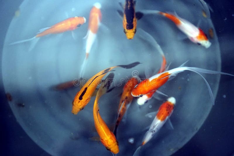 Fishes in the bucket. stock photo. Image of orange, background - 177012638