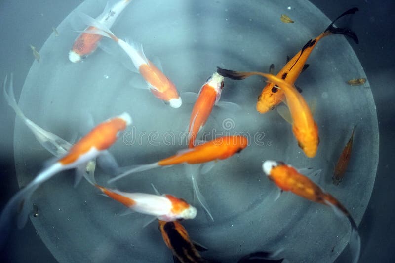 Fishes in the bucket. stock photo. Image of white, fish - 177013200