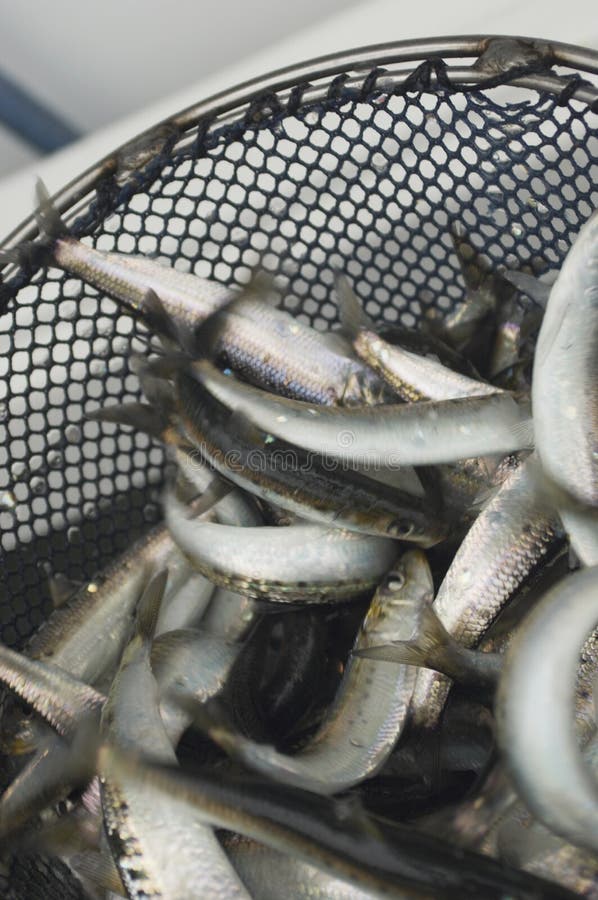 Fishes Caught in Fishing Net Stock Image - Image of fresh, abundance ...